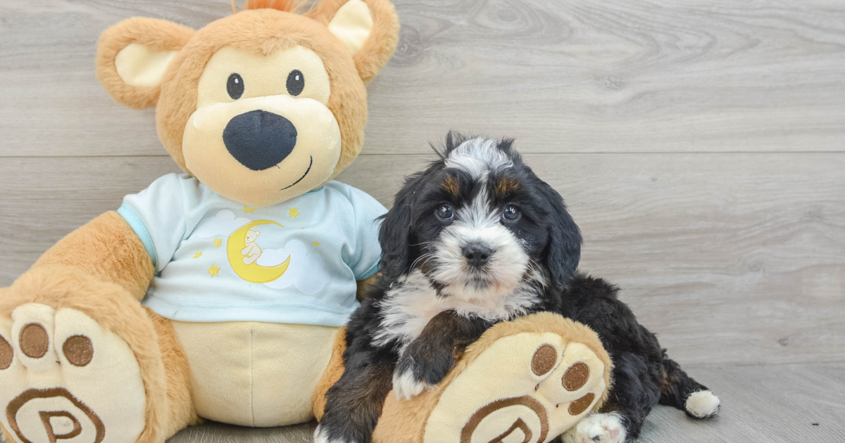 Hypoallergenic Mini Bernedoodle Desi: 9lb 5oz Doodle Puppy