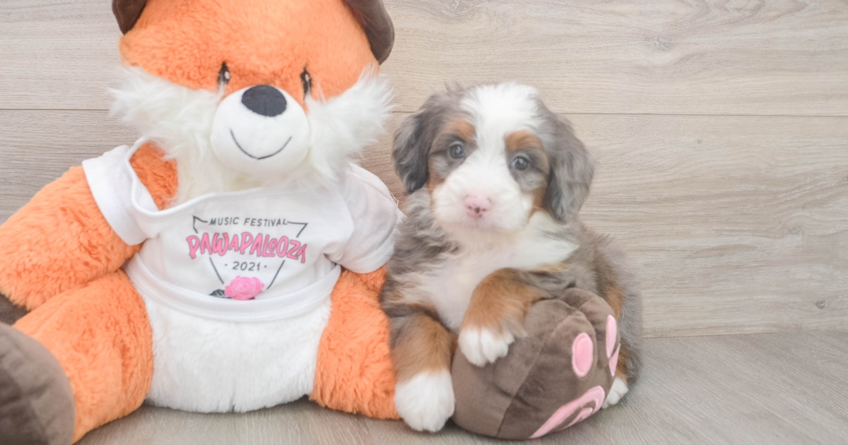 Adorable Mini Bernedoodle Dex: 8lb 1oz Doodle Puppy