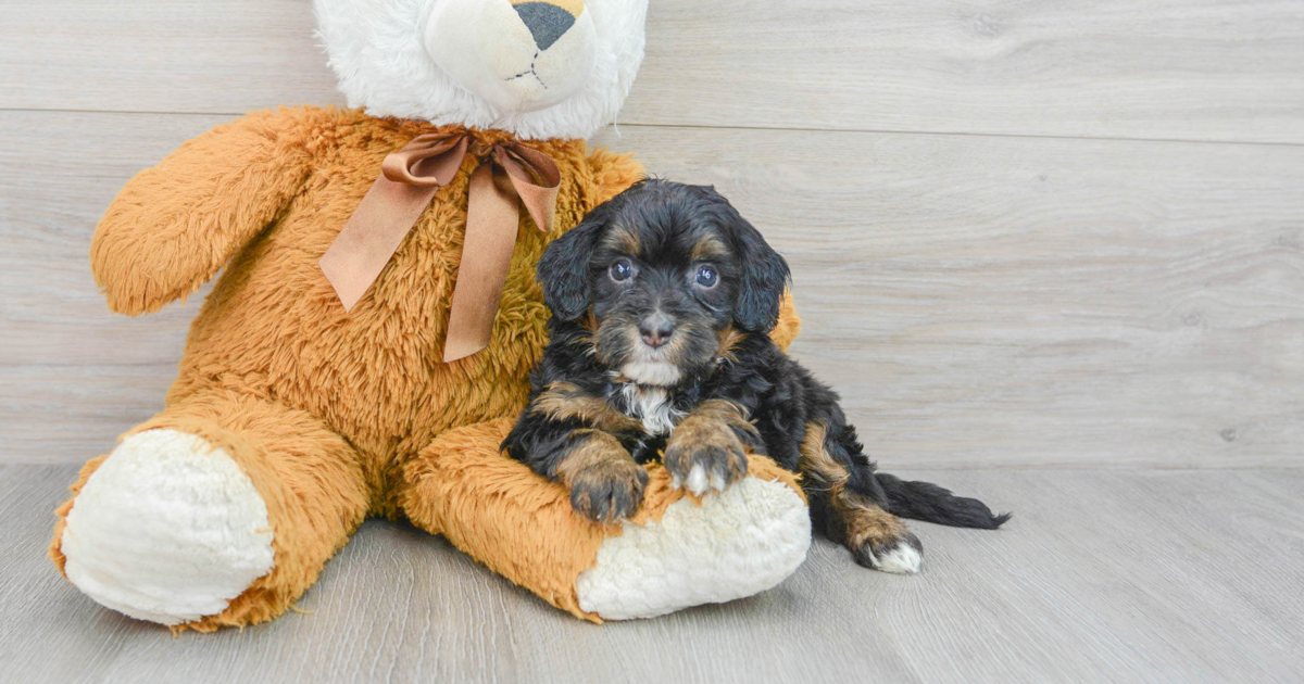 Energetic Mini Bernedoodle Dillon: 4lb 1oz Doodle Puppy