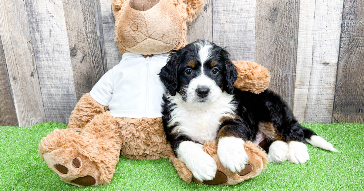 Happy Mini Bernedoodle Dillon: 8lb 11oz Doodle Puppy
