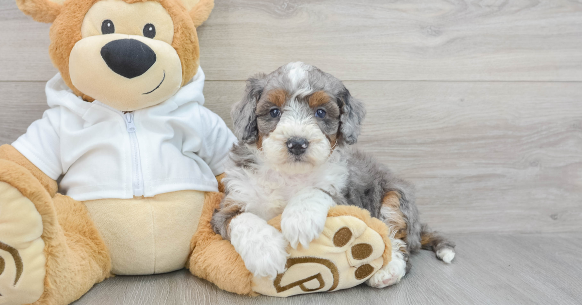 Fluffy Mini Bernedoodle Dillon: 6lb 10oz Doodle Puppy