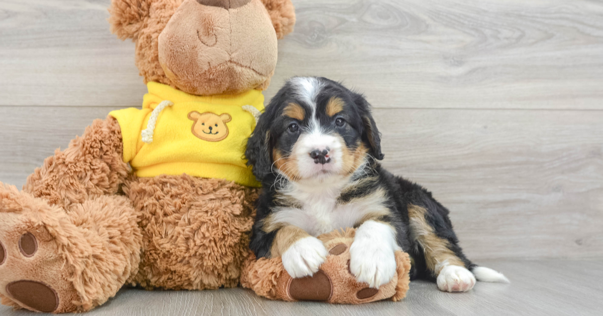 Happy Mini Bernedoodle Dillon: 9lb 1oz Doodle Puppy