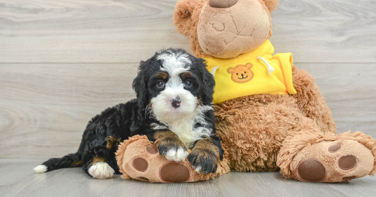 Sweet Mini Bernedoodle Dillon: 7lb 13oz Doodle Puppy