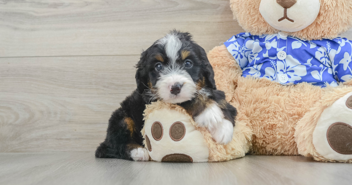 Happy Mini Bernedoodle Dillon: 6lb 15oz Doodle Puppy