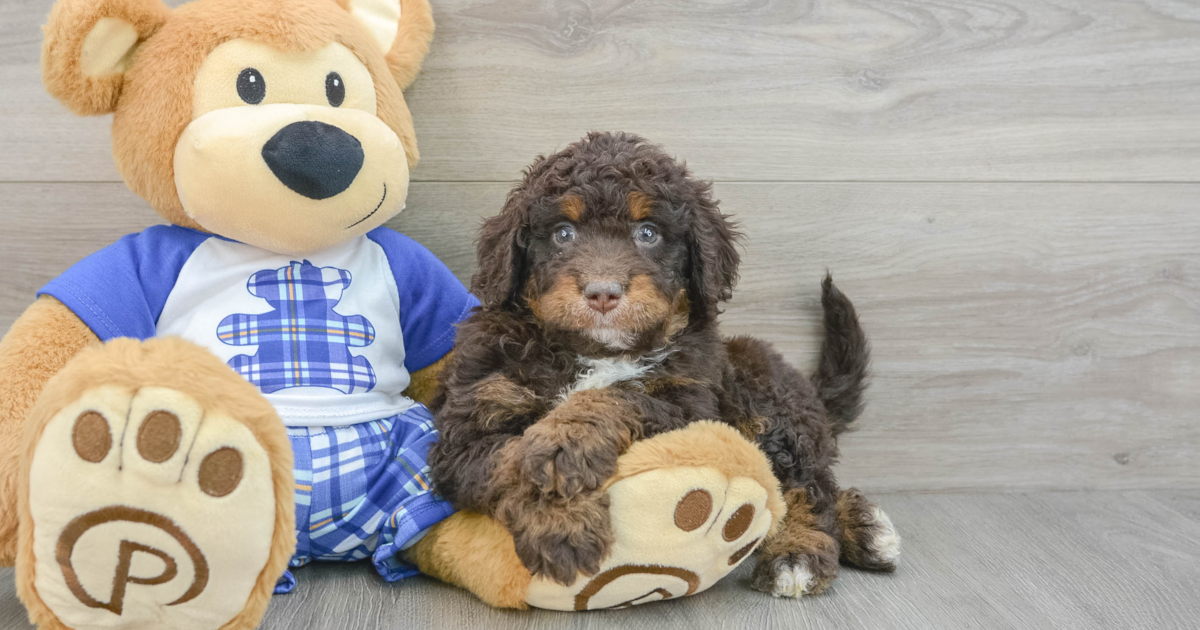 Little Mini Bernedoodle Dillon: 8lb 14oz Doodle Puppy
