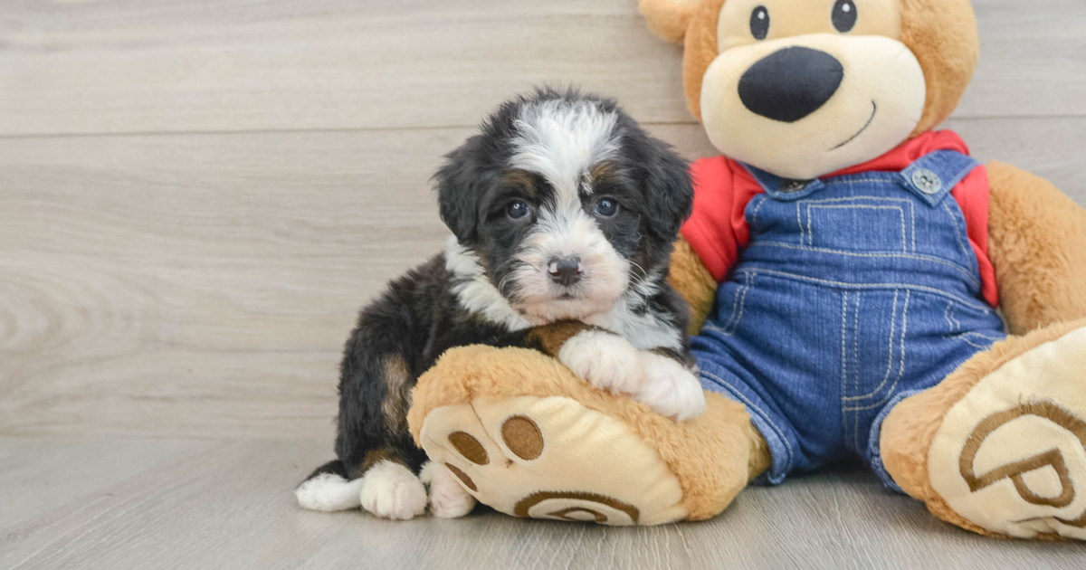 Funny Mini Bernedoodle Dillon: 5lb 14oz Doodle Puppy