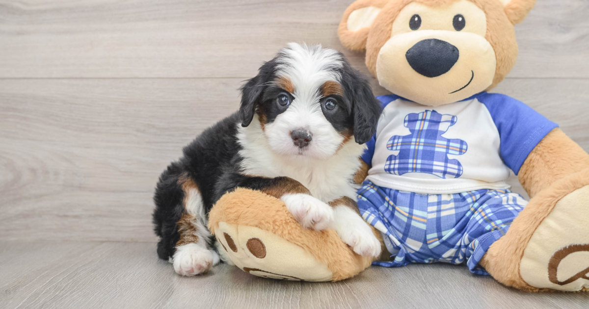 Playful Mini Bernedoodle Dillon: 7lb 10oz Doodle Puppy