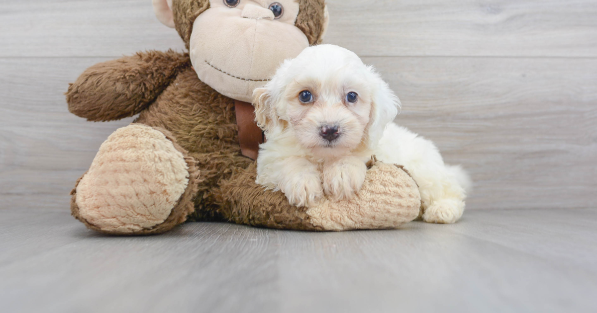 Cute Mini Bernedoodle Dillon: 3lb 12oz Doodle Puppy
