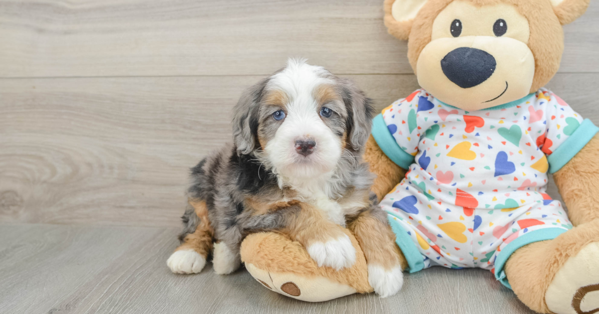 Friendly Mini Bernedoodle Estelle: 7lb 1oz Doodle Puppy