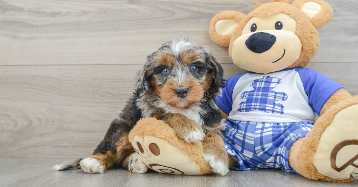 Adorable Mini Bernedoodle Fabio: 7lb 12oz Doodle Puppy