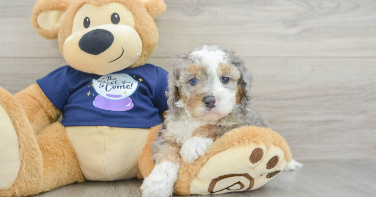 Fluffy Mini Bernedoodle Fabio: 5lb 14oz Doodle Puppy