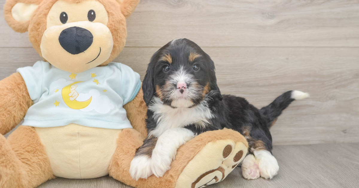 Petite Mini Bernedoodle Fabio: 10lb 14oz Doodle Puppy