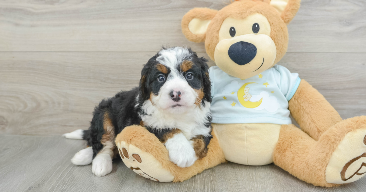 Happy Mini Bernedoodle Floki: 10lb 1oz Doodle Puppy