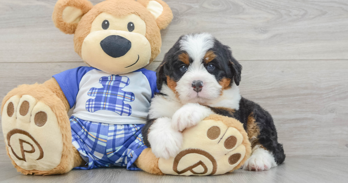 Small Mini Bernedoodle Floki: 11lb 10oz Doodle Puppy