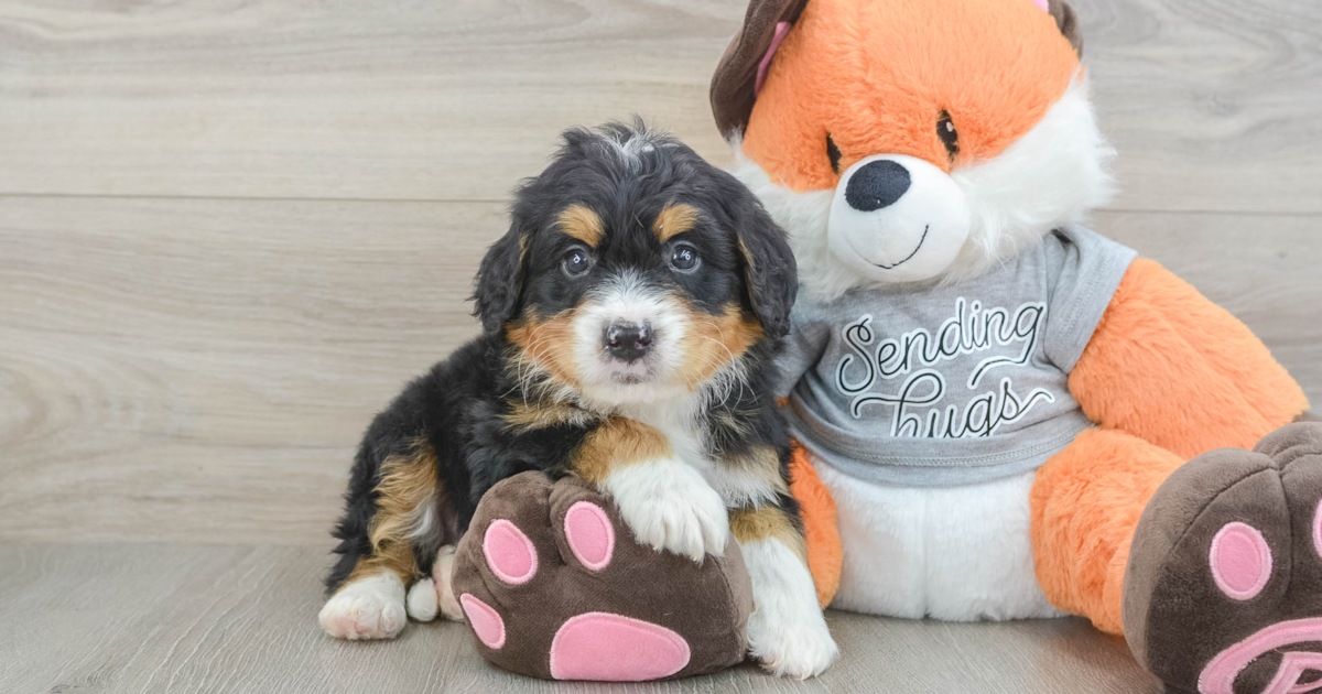 Sweet Mini Bernedoodle Floki: 6lb 9oz Doodle Puppy