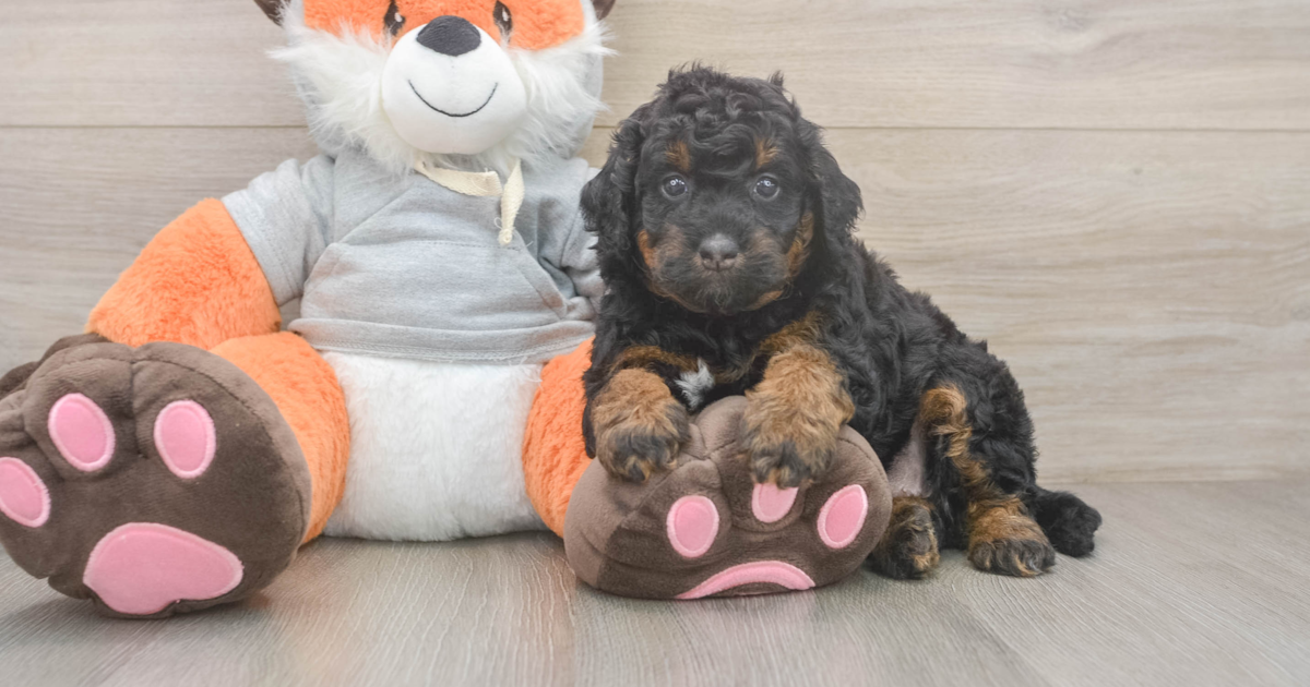 Happy Mini Bernedoodle Gertie: 6lb 0oz Doodle Puppy