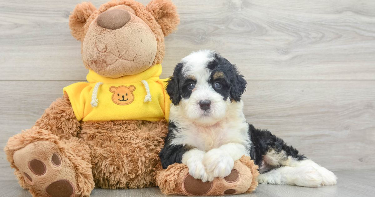 Smart Mini Bernedoodle Grande: 9lb 12oz Doodle Puppy
