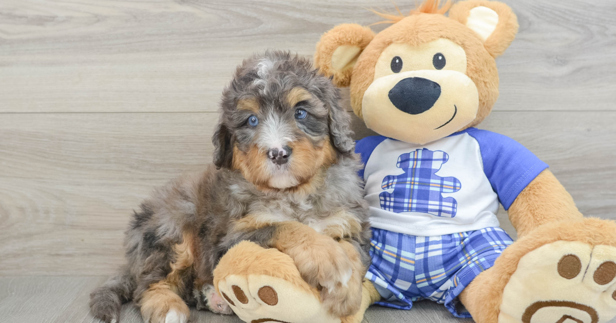 Adorable Mini Bernedoodle Grande: 10lb 7oz Doodle Puppy