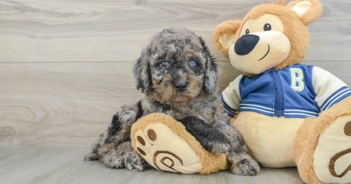 Fluffy Mini Bernedoodle Grande: 12lb 11oz Doodle Puppy