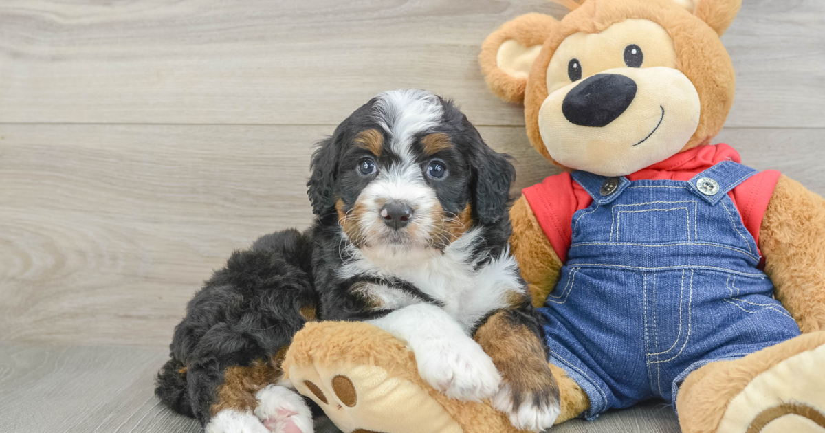 Happy Mini Bernedoodle Grande: 9lb 7oz Doodle Puppy