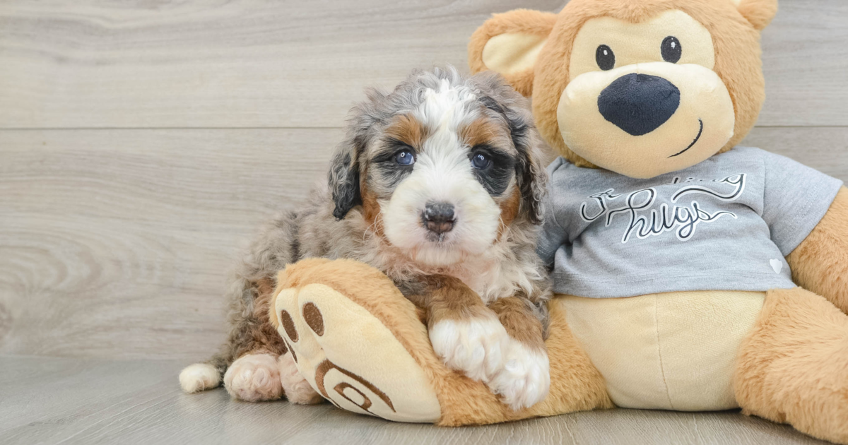 Energetic Mini Bernedoodle Grande: 12lb 15oz Doodle Puppy