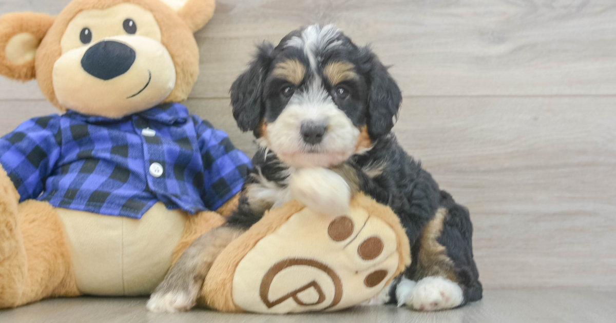 Popular Mini Bernedoodle Grande: 6lb 3oz Doodle Puppy