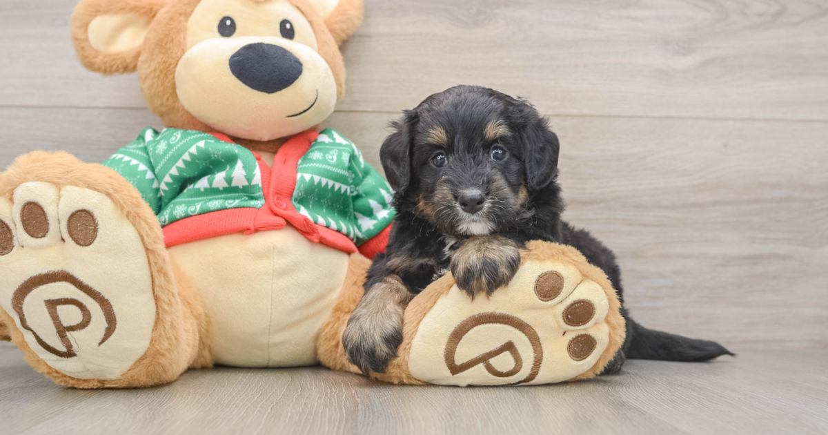 Smart Mini Bernedoodle Hagrid: 5lb 0oz Doodle Puppy