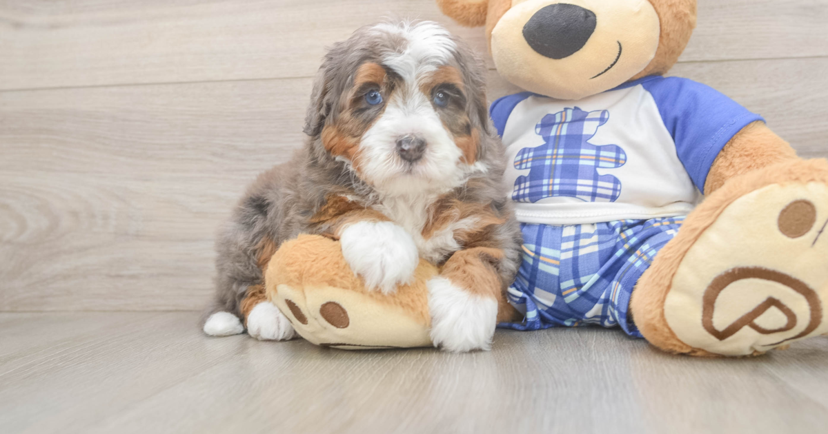 Fluffy Mini Bernedoodle Hollywood: 7lb 1oz Doodle Puppy