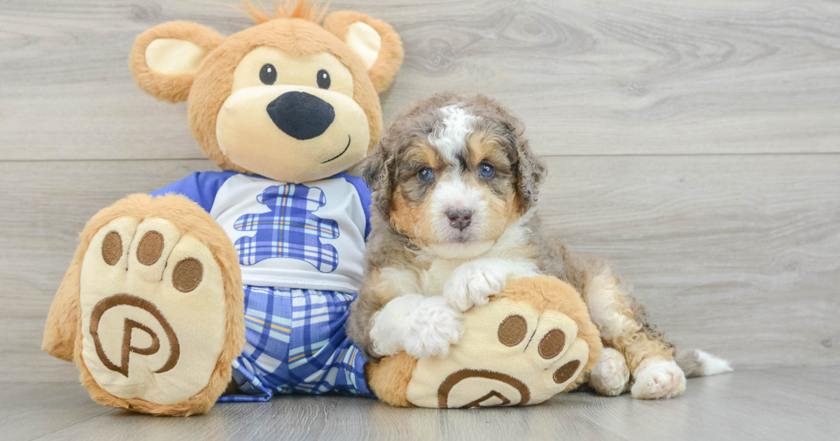 Smart Mini Bernedoodle Huggins: 6lb 5oz Doodle Puppy