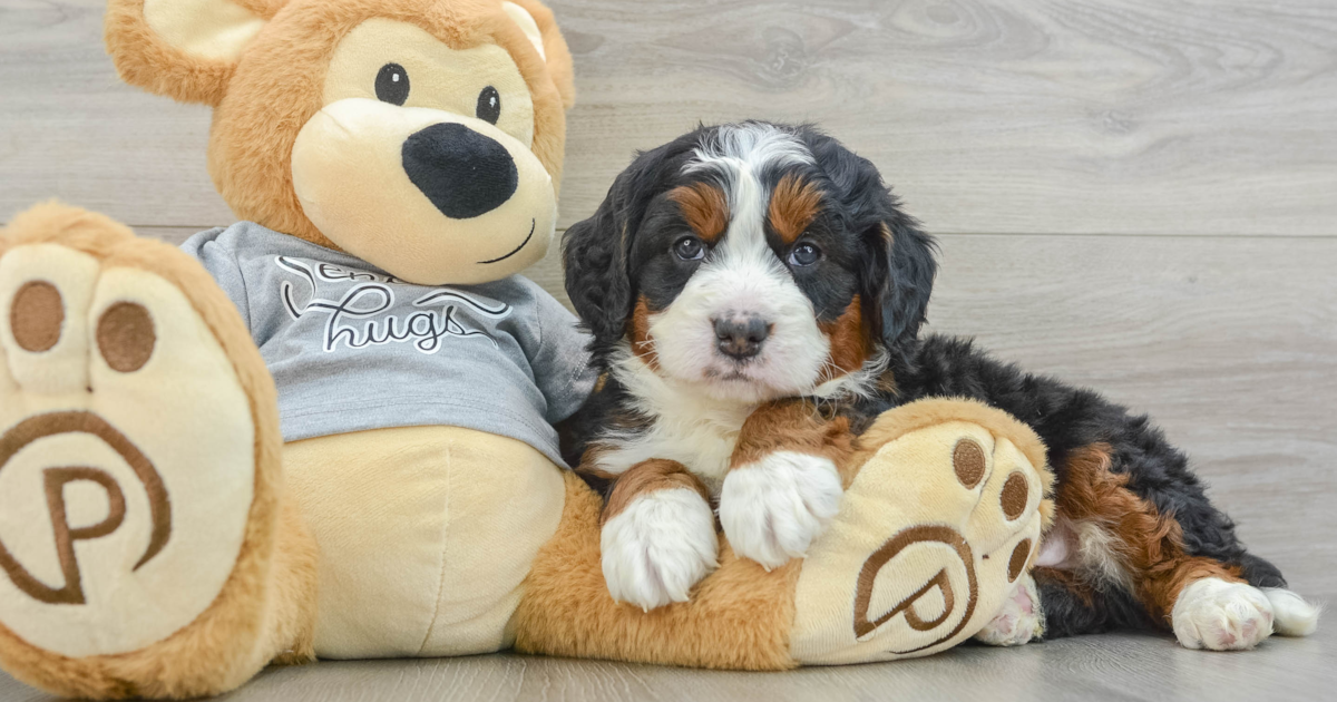 Sweet Mini Bernedoodle Jackman: 12lb 4oz Doodle Puppy