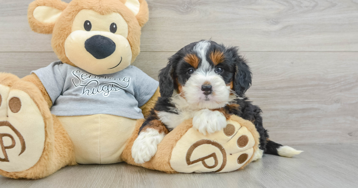 Friendly Mini Bernedoodle Jayla: 4lb 15oz Doodle Puppy