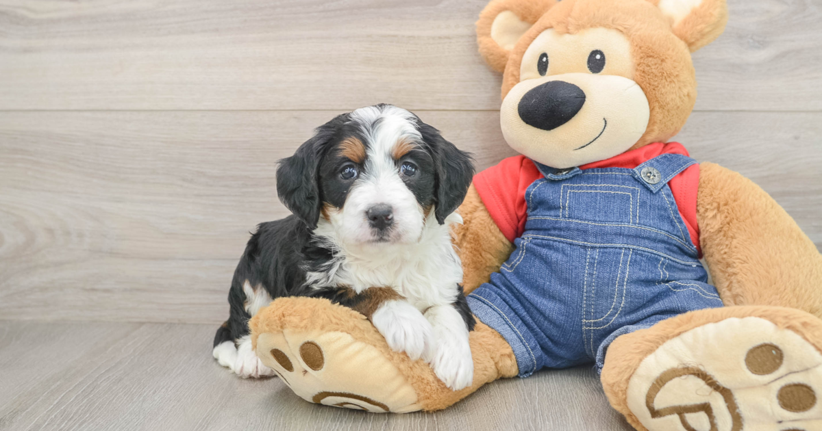 Friendly Mini Bernedoodle Jayla: 5lb 11oz Doodle Puppy