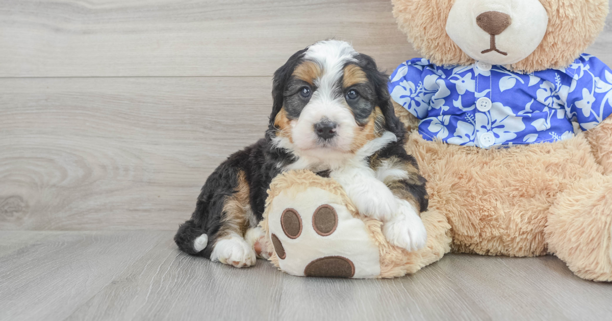Small Mini Bernedoodle Jeffy: 10lb 5oz Doodle Puppy