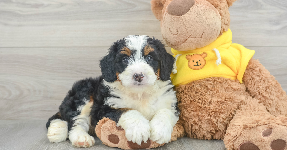 Friendly Mini Bernedoodle Jeffy: 10lb 2oz Doodle Puppy