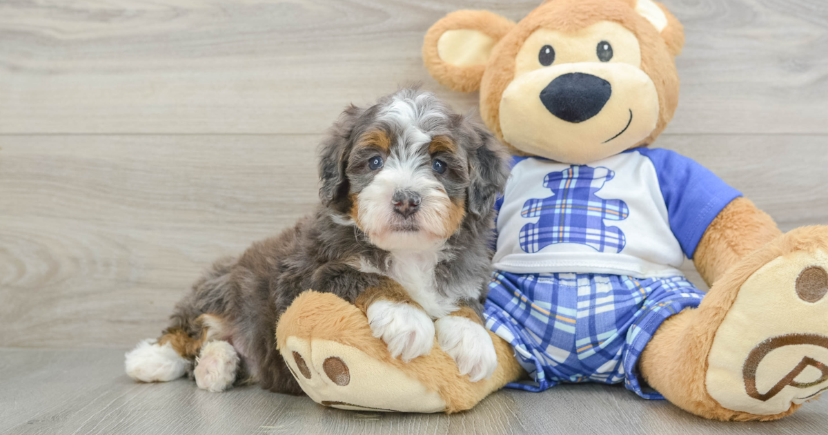 Energetic Mini Bernedoodle Jeffy: 5lb 6oz Doodle Puppy