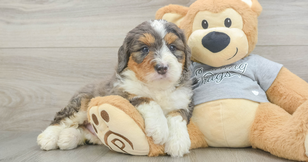 Friendly Mini Bernedoodle Jeffy: 12lb 9oz Doodle Puppy