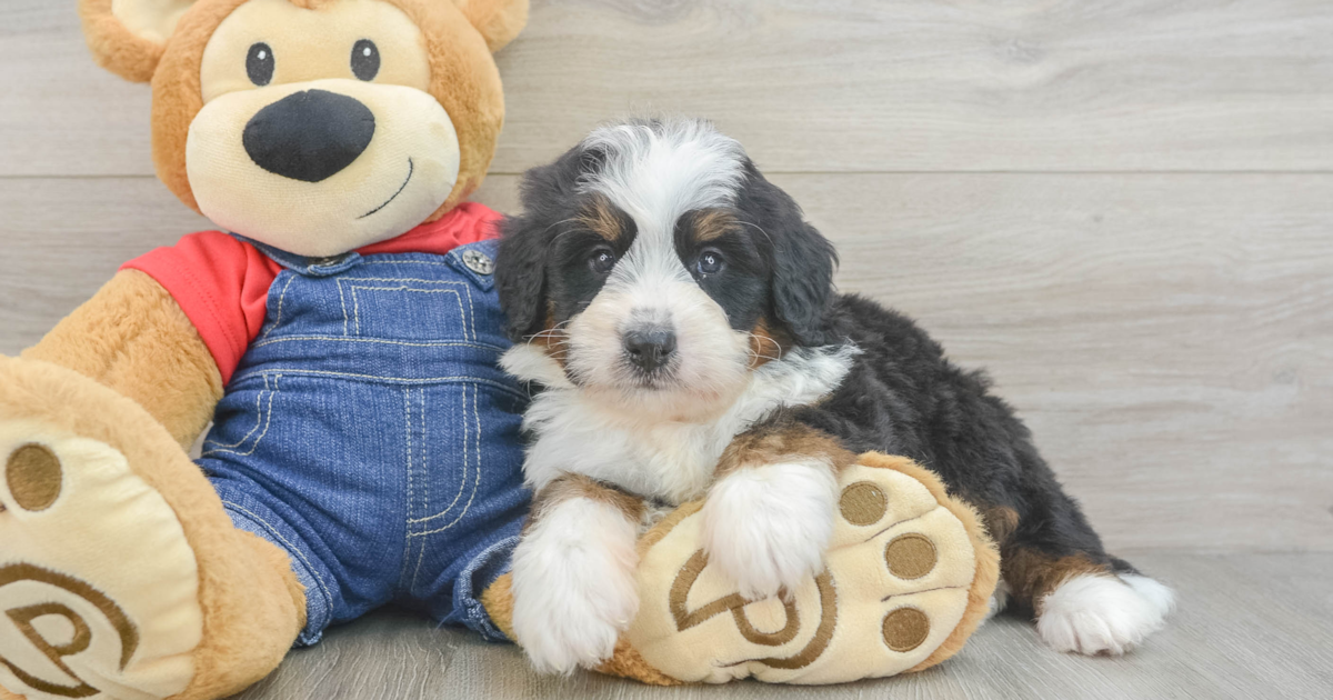 Hypoallergenic Mini Bernedoodle Jeffy: 4lb 10oz Doodle Puppy
