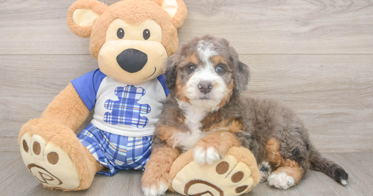 Friendly Mini Bernedoodle Jeffy: 9lb 3oz Doodle Puppy