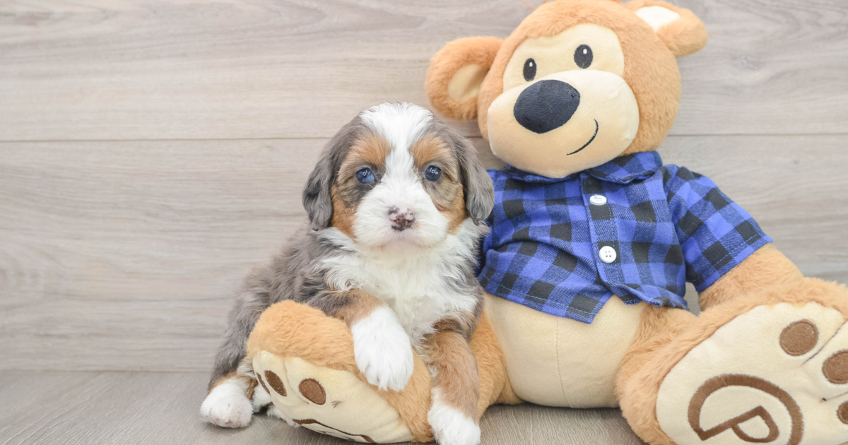 Mini Bernedoodle Kit Kat: 3lb 8oz Doodle Puppy