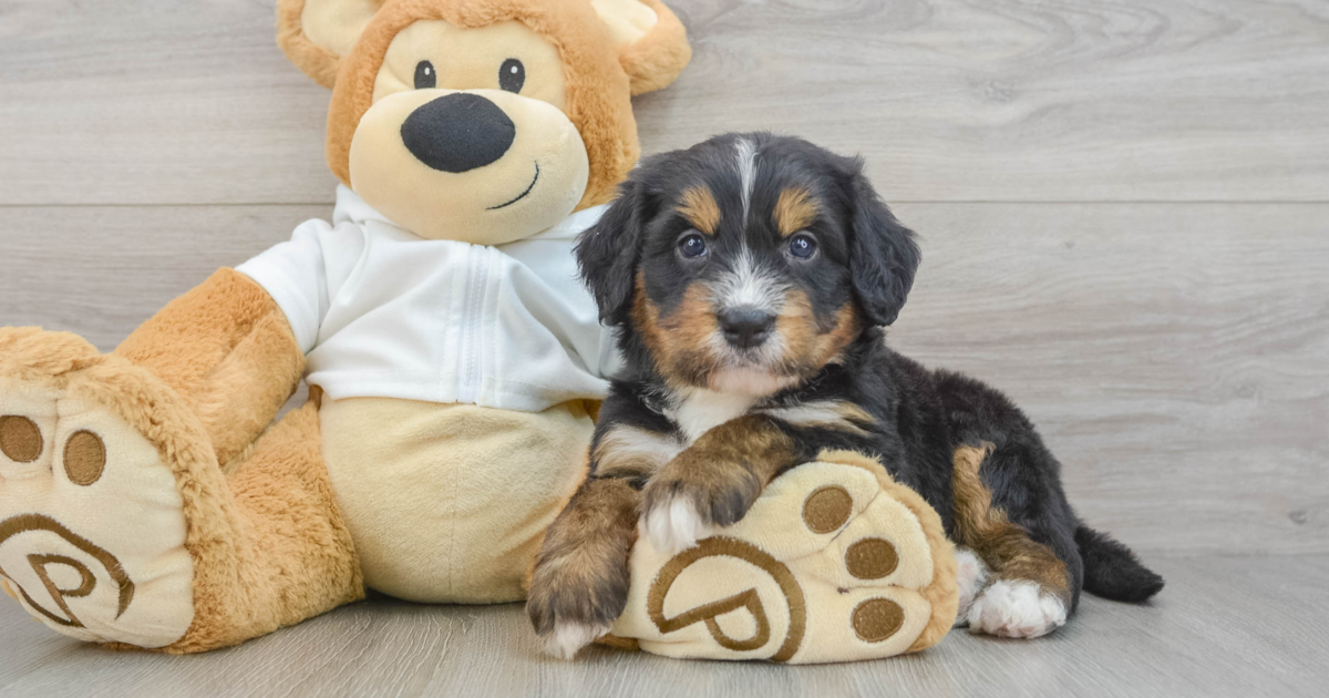 Small Mini Bernedoodle Kitt: 6lb 1oz Doodle Puppy