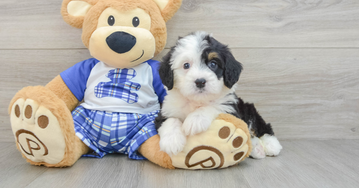 Popular Mini Bernedoodle Lady: 6lb 7oz Doodle Puppy