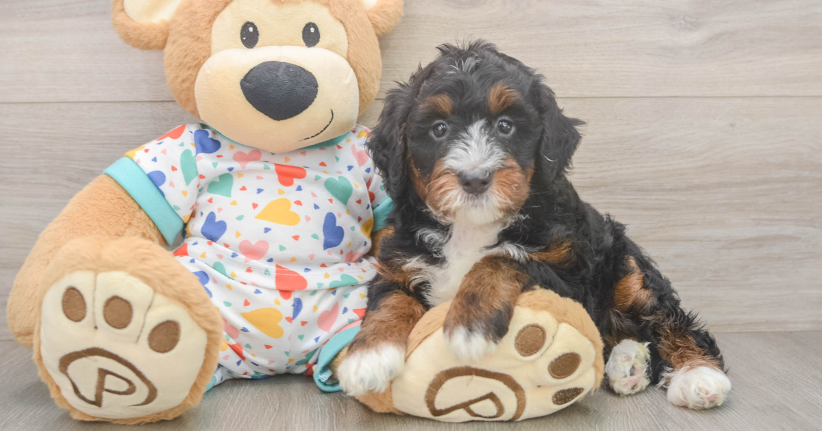 Friendly Mini Bernedoodle Lady: 7lb 13oz Doodle Puppy