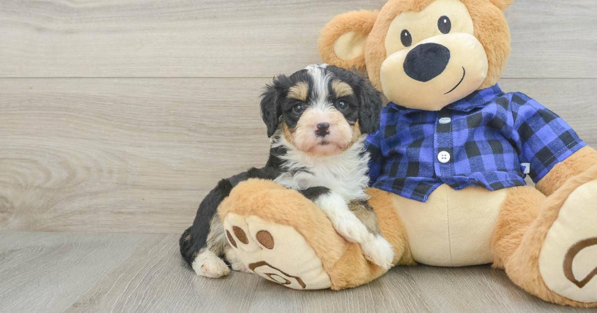 Friendly Mini Bernedoodle Lance: 5lb 1oz Doodle Puppy