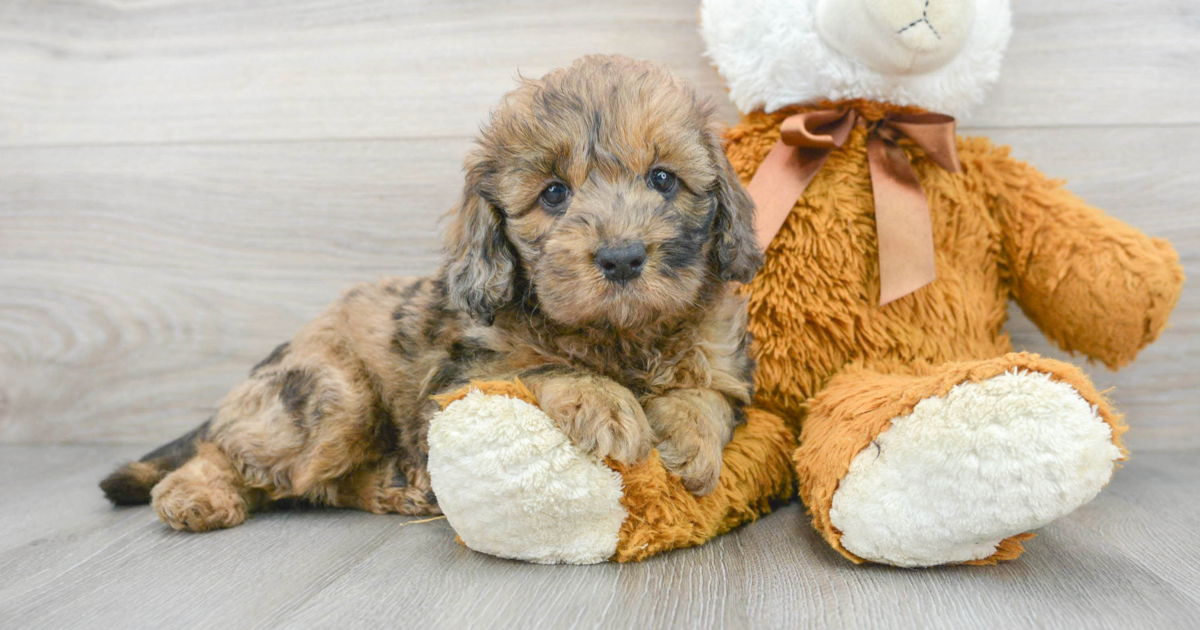Friendly Mini Bernedoodle Lance: 5lb 4oz Doodle Puppy