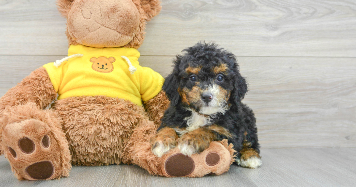 Friendly Mini Bernedoodle Landon: 5lb 12oz Doodle Puppy
