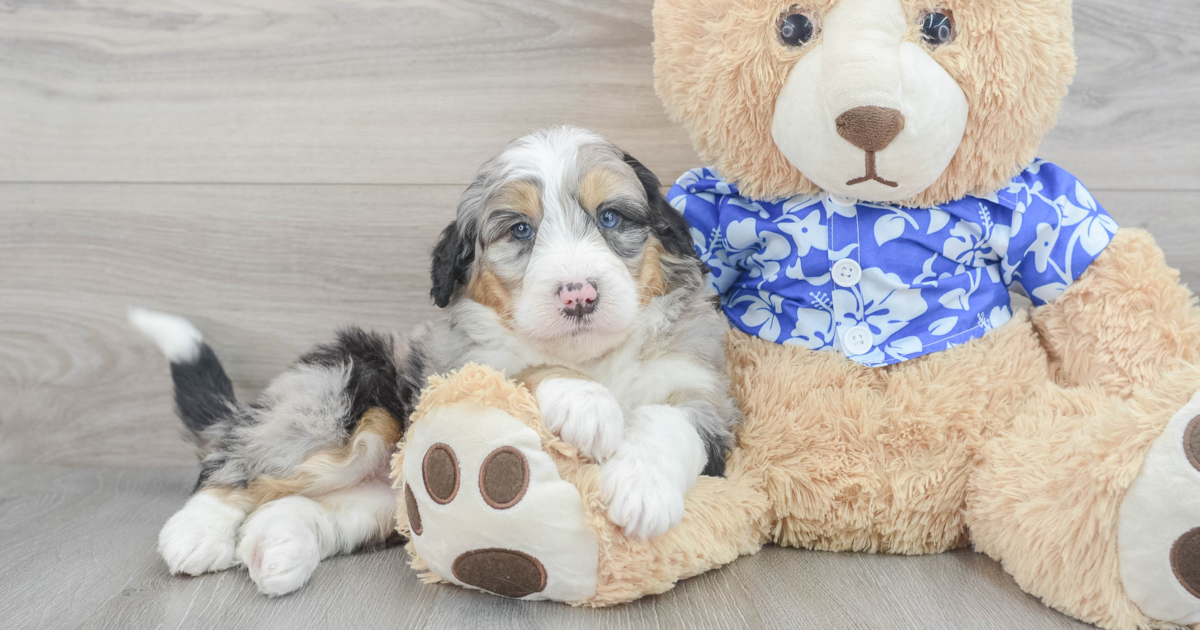 Cute Mini Bernedoodle Landon: 12lb 7oz Doodle Puppy