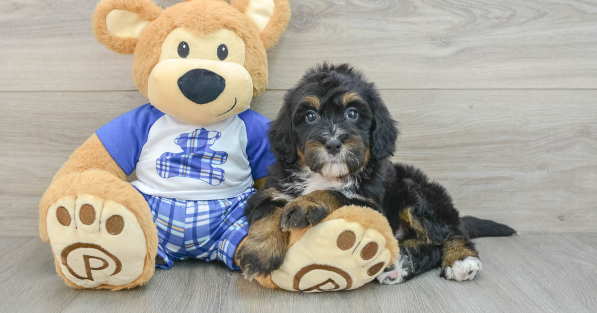Popular Mini Bernedoodle Landon: 9lb 10oz Doodle Puppy