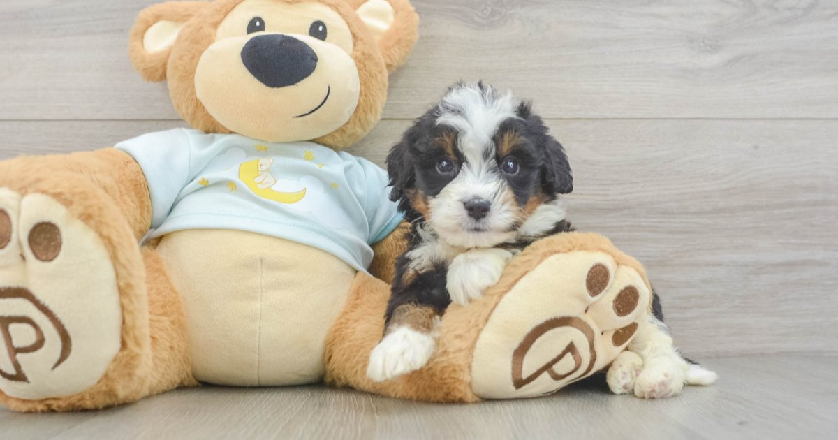 Playful Mini Bernedoodle Landon: 6lb 8oz Doodle Puppy