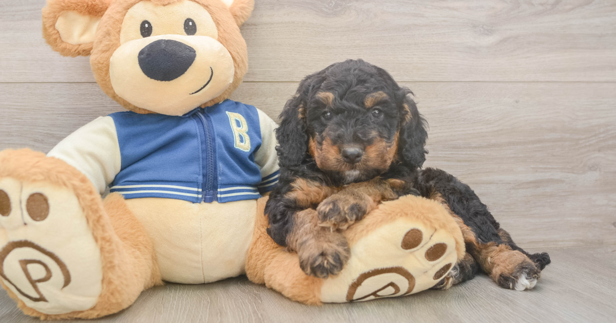 Adorable Mini Bernedoodle Landon: 9lb 6oz Doodle Puppy