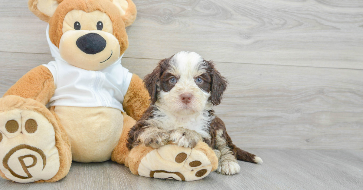 Playful Mini Bernedoodle Merlin: 8lb 4oz Doodle Puppy